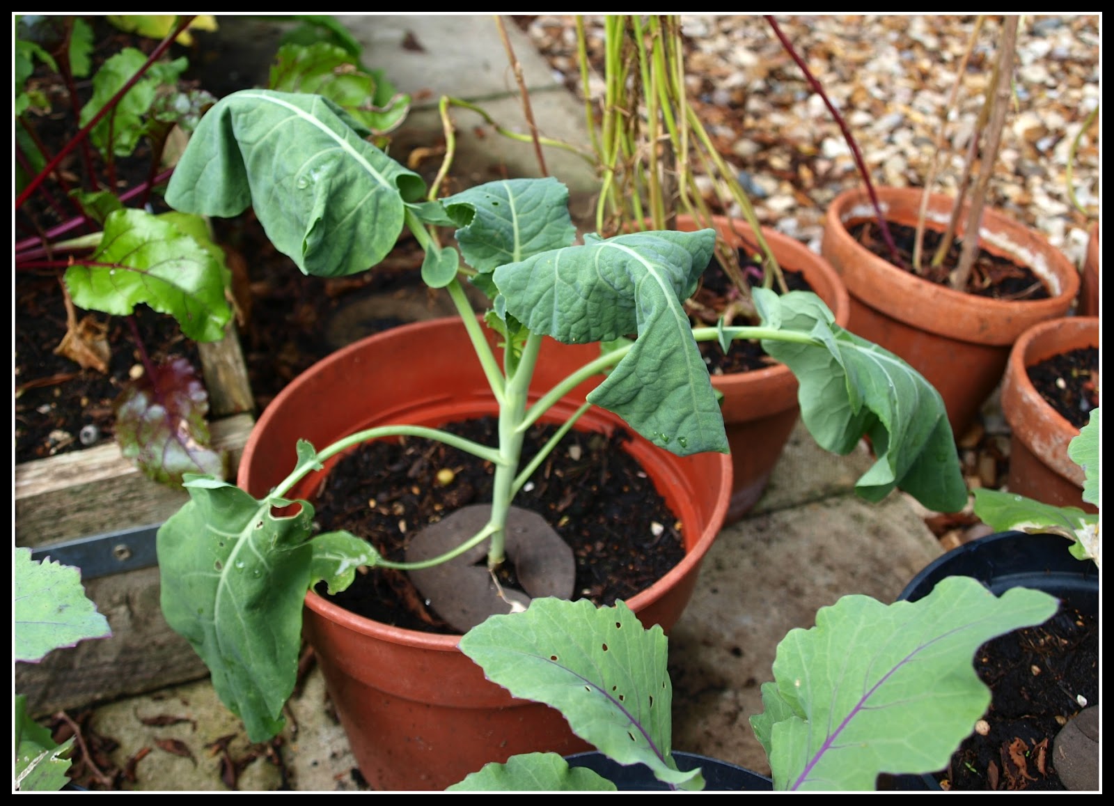 Mark's Veg Plot: Cabbage Root Fly