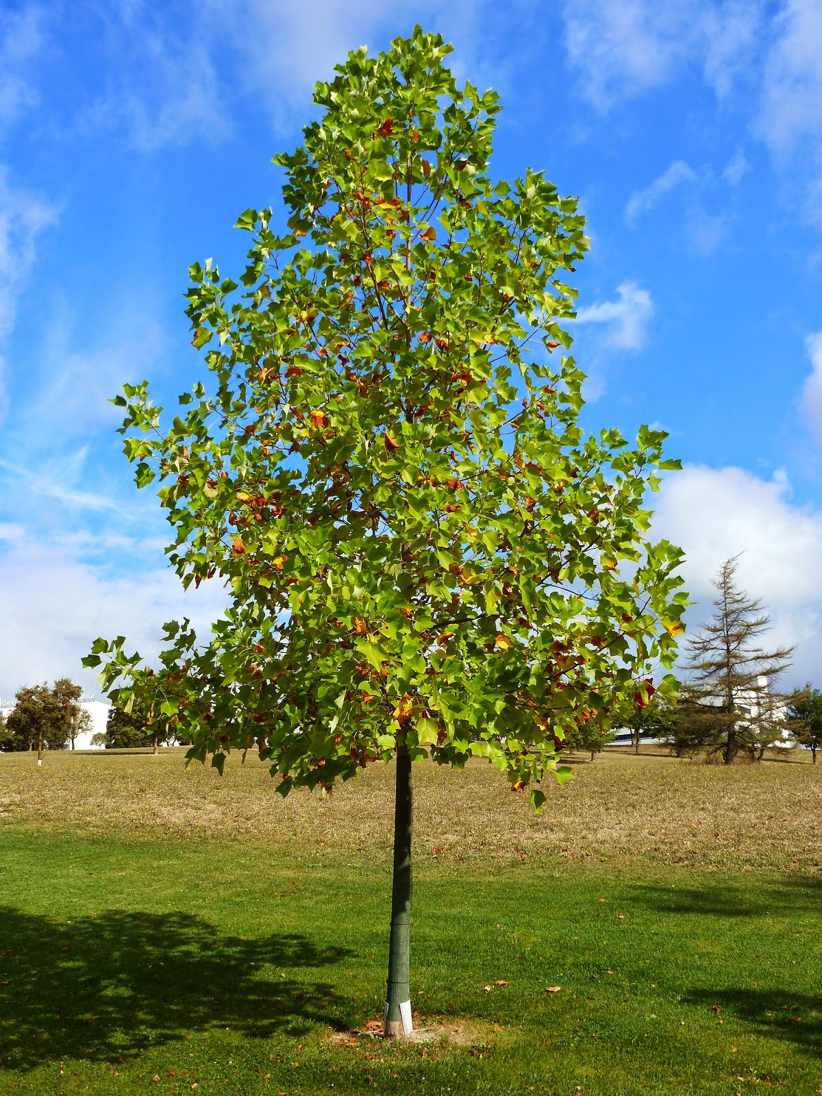 Árboles con alma: Tulipero. Tuliper de Virginia. Arbol de las tulipas ...