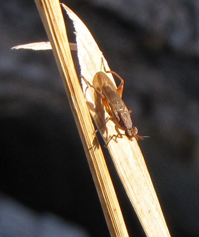 Bug Eric: Snail-killing Flies, genus Sepedon