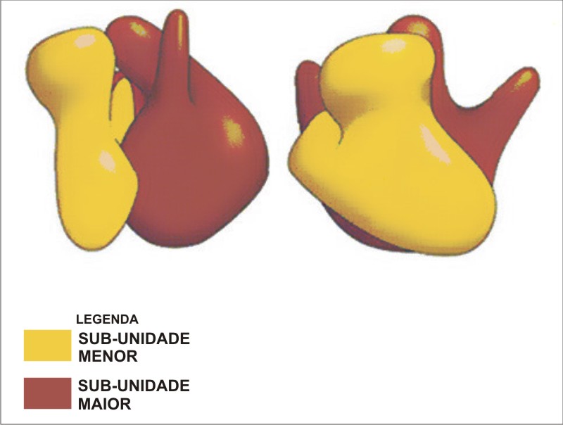NA HORA DA PROVA: HIALOPLASMA OU MATRIZ CITOPLASMÁTICA