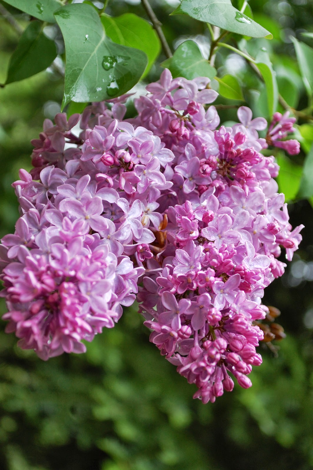 Sprouts: May is Lilac Here in New England
