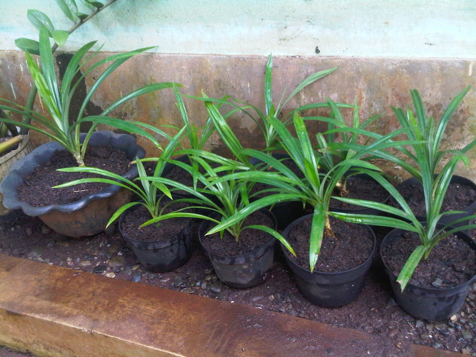 JOEN'S: MENANAM PANDAN DALAM POT UNTUK PERSIAPAN BULAN PUASA