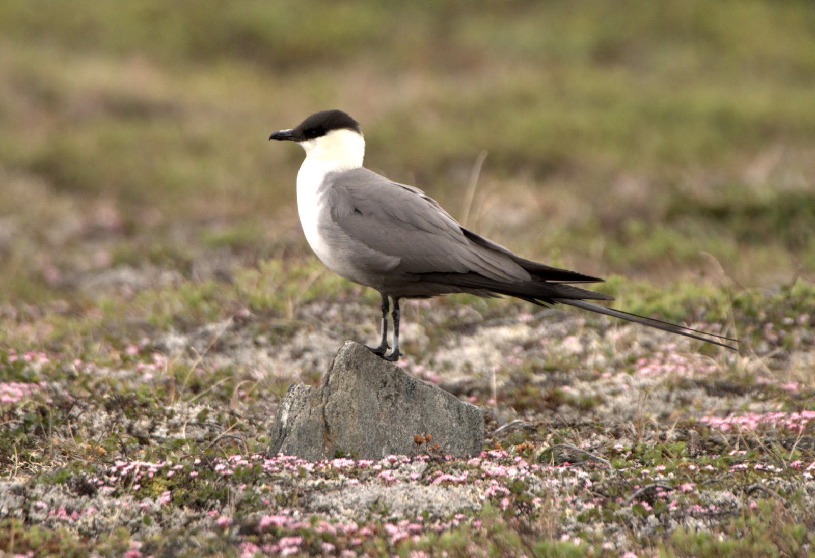 clearlyconfused: Alaska Bird Photo Adventure