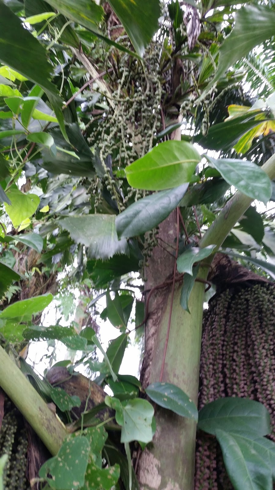 Warisan Petani: Palma Hutan Yang Unik