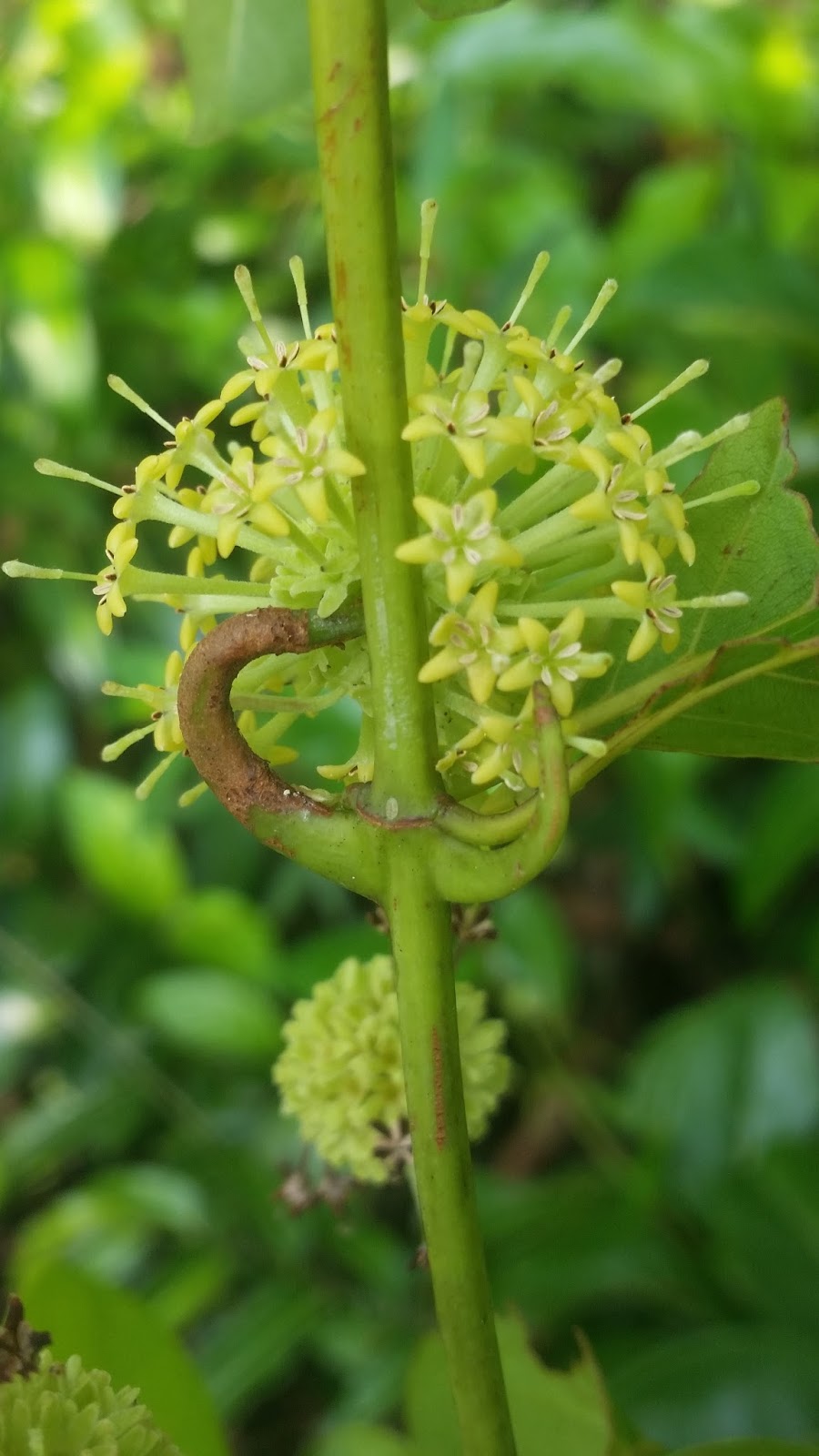 Warisan Petani: Pokok Kait-kait.