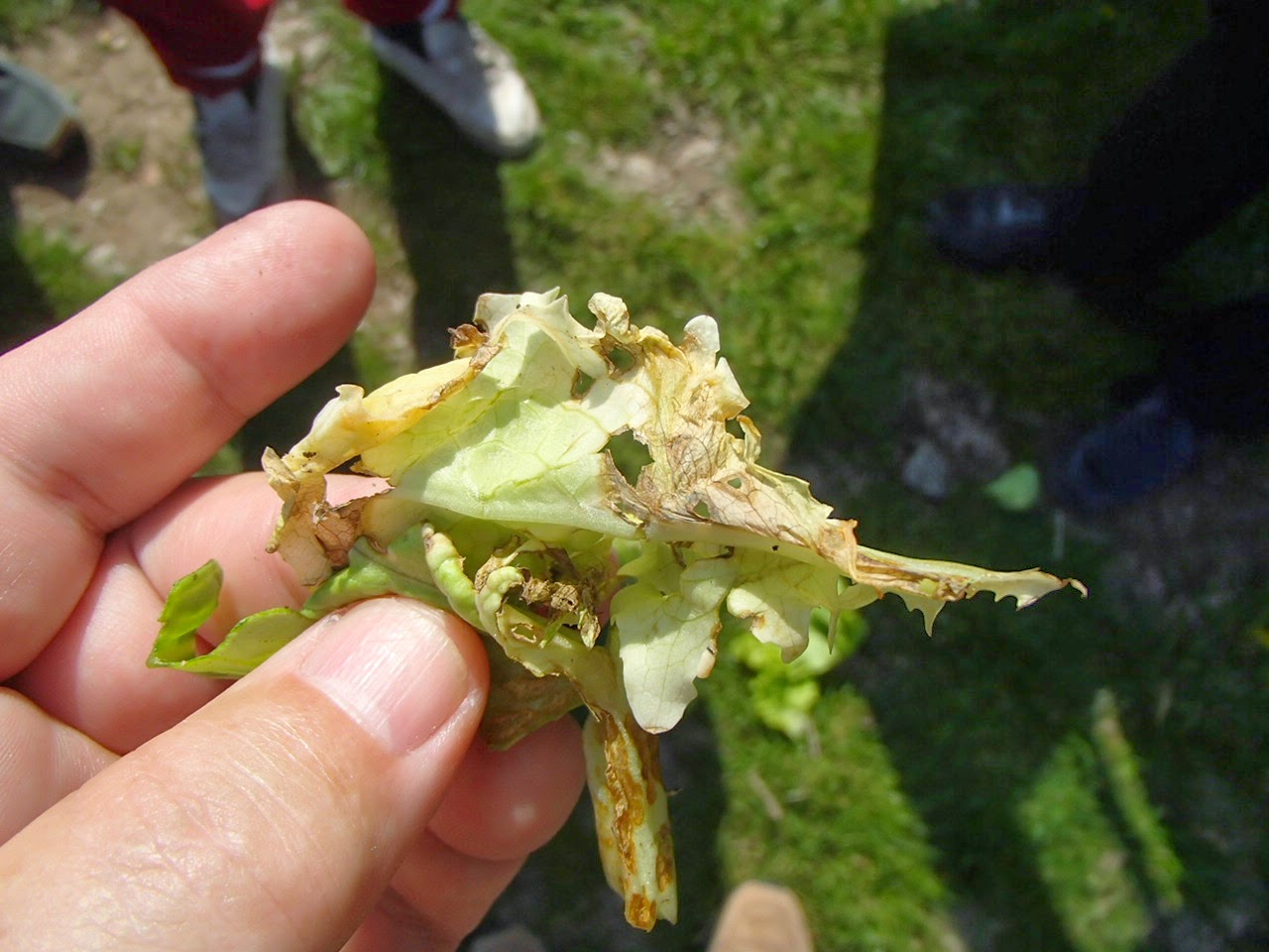 Xtremehorticulture of the Desert: Slugs Can Cause Early Plant Damage to ...