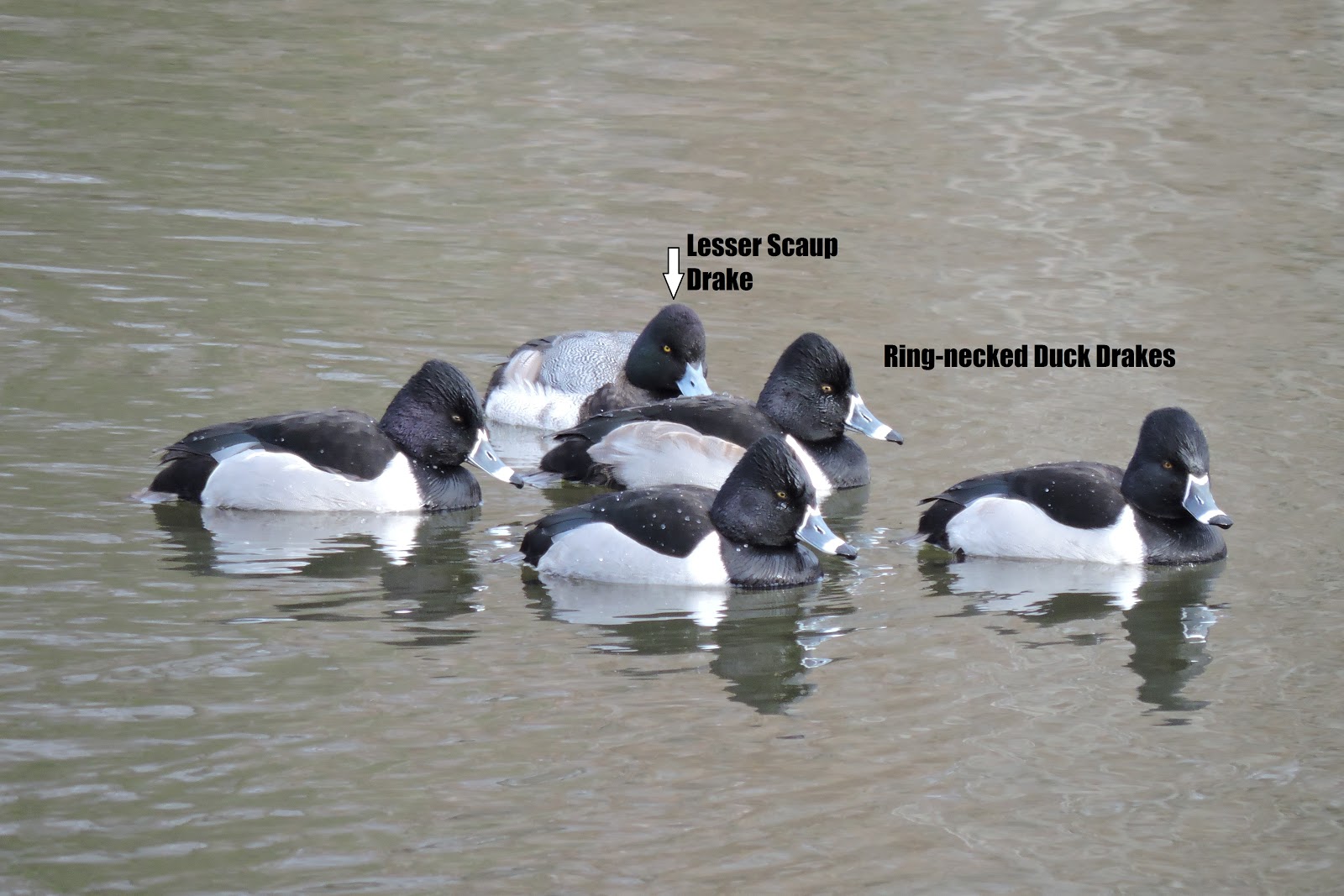 Capital Naturalist by Alonso Abugattas: Ring-necked Ducks
