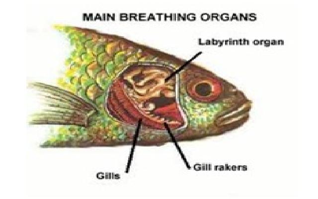 Yunita@Biologi: Labirin Pada Ikan