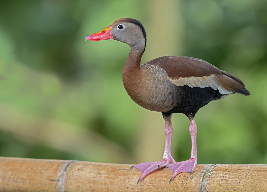 Clasificación reino animal: agosto 2015