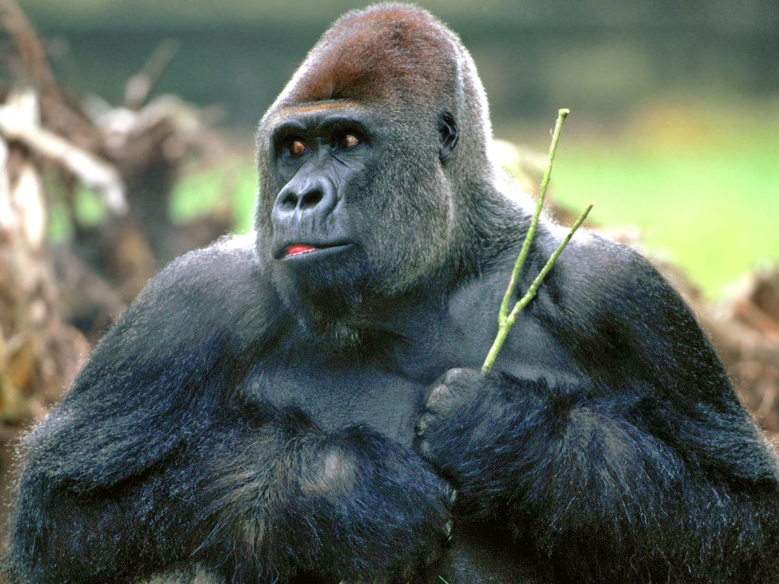Let Me Know This Animal: Fun Gorilla Facts for Kids