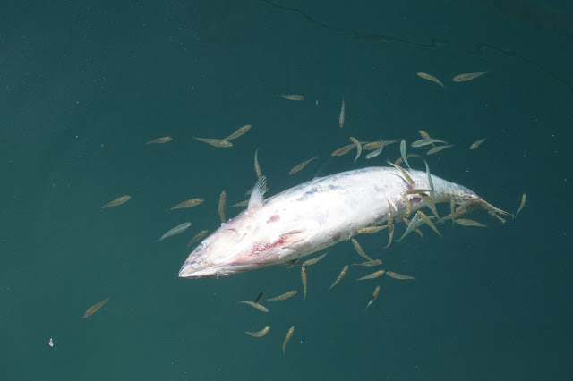 The Aquaculturists: 19/10/2015: BBC: Fish discard 'freedom' welcomed by ...