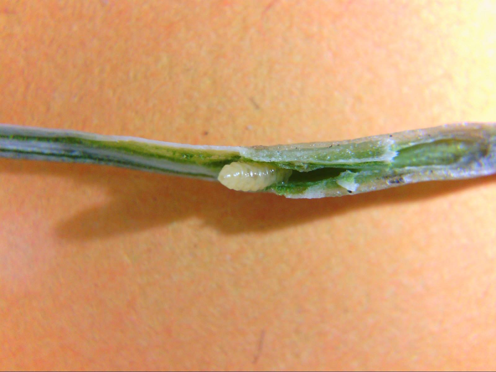 NMSU Plant Clinic: Pinyon Spindle Gall Midge