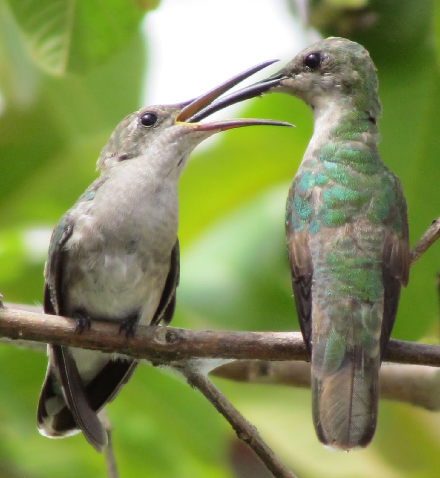 Foto Blog Puerto Rico: Fotos de Zumbadores