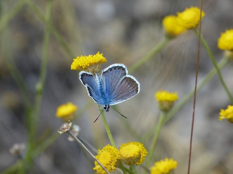 Butterfly Notes: Sierra Nevada Butterflies - July 2016 (4)