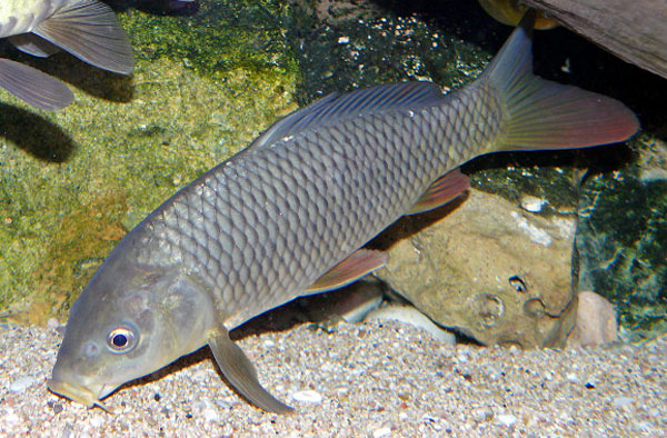 Diário de um Pescador: Peixes Exóticos - Carpa-Capim