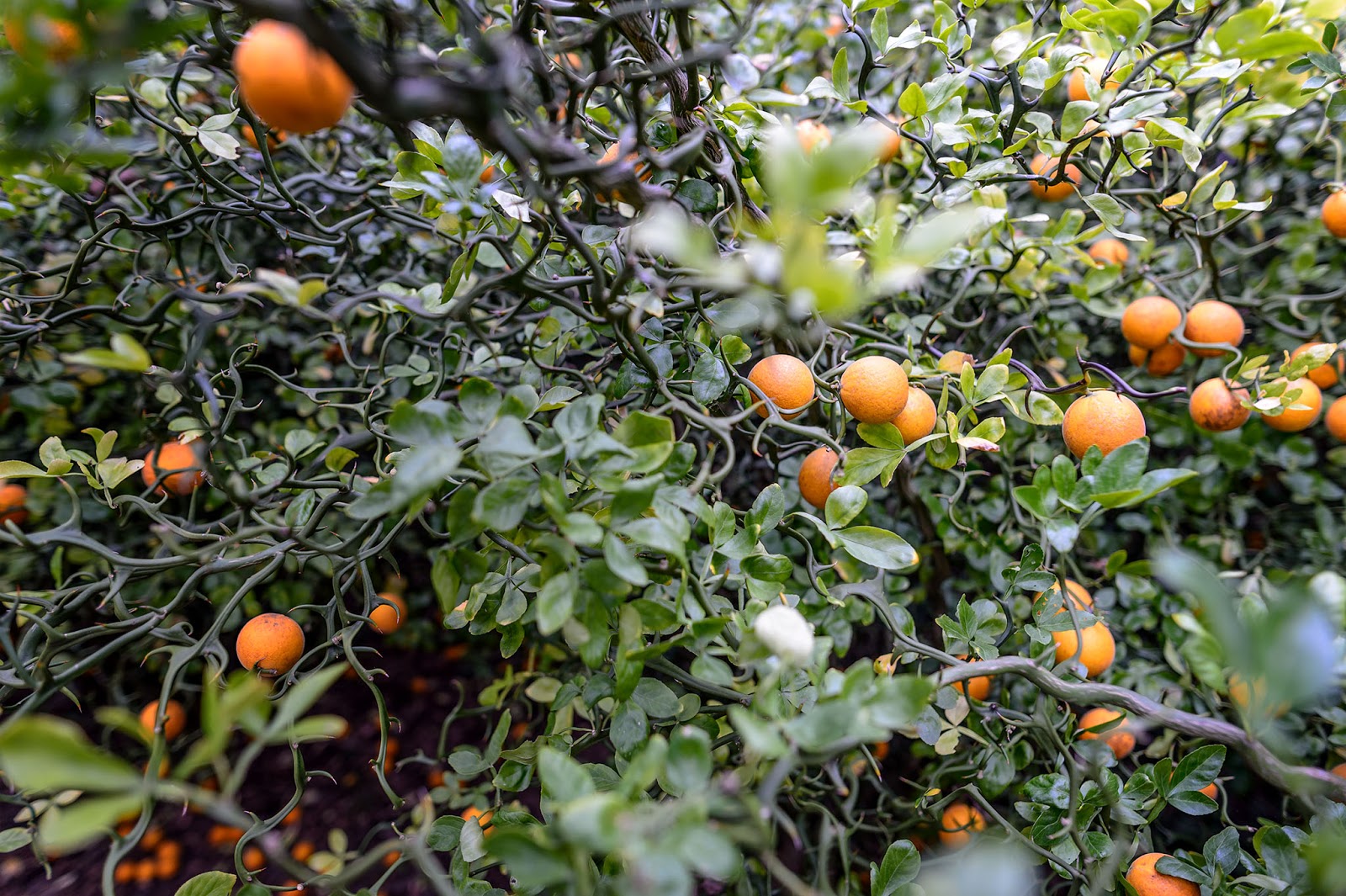 Bubba's Garage: Photos of Biltmore Gardens in the Fall