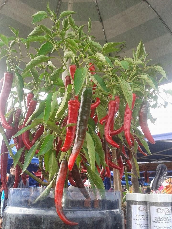 CARADEX ORGANIC FERTILIZER: MEMBAJA TANAMAN LADA