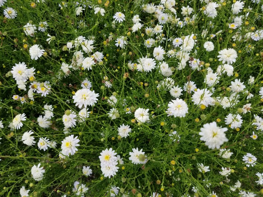 Future Plants by Randy Stewart: Kalimeris - Japanese Aster