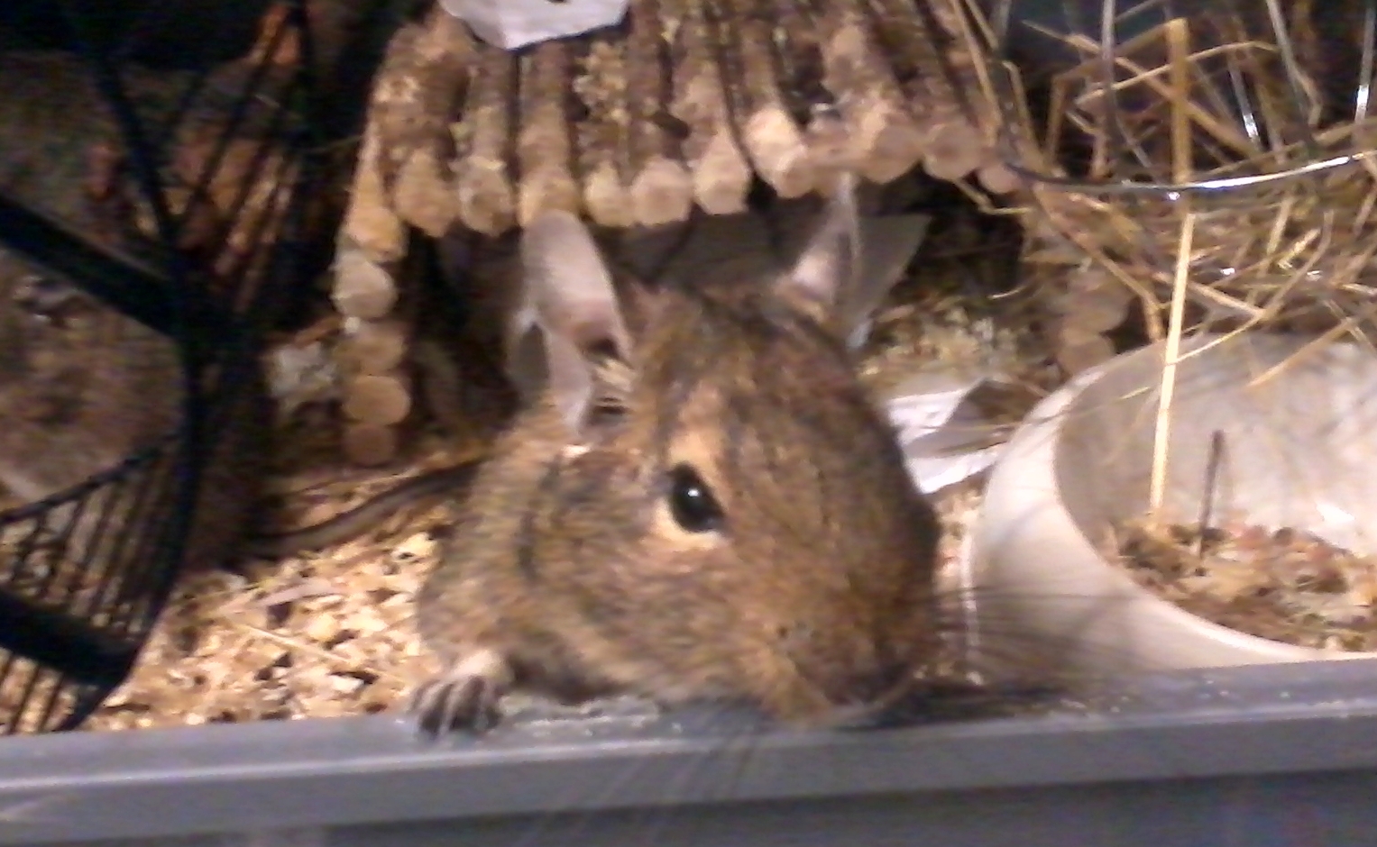 Veverita Degu (Octodon Degus): COMPORTAMENTUL VEVERITEI DEGU