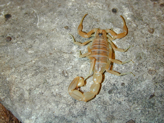 Wife in Spain: Scorpions of the Mediterranean.