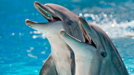 White Wolf : Bottlenose dolphins may call each other by name
