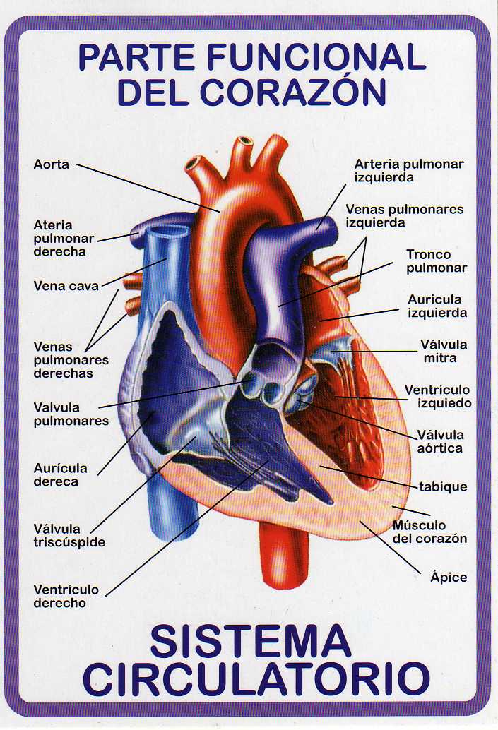 Atlas De AnatomÍa Humana Sistema Circulatorio Parte Funcional Del
