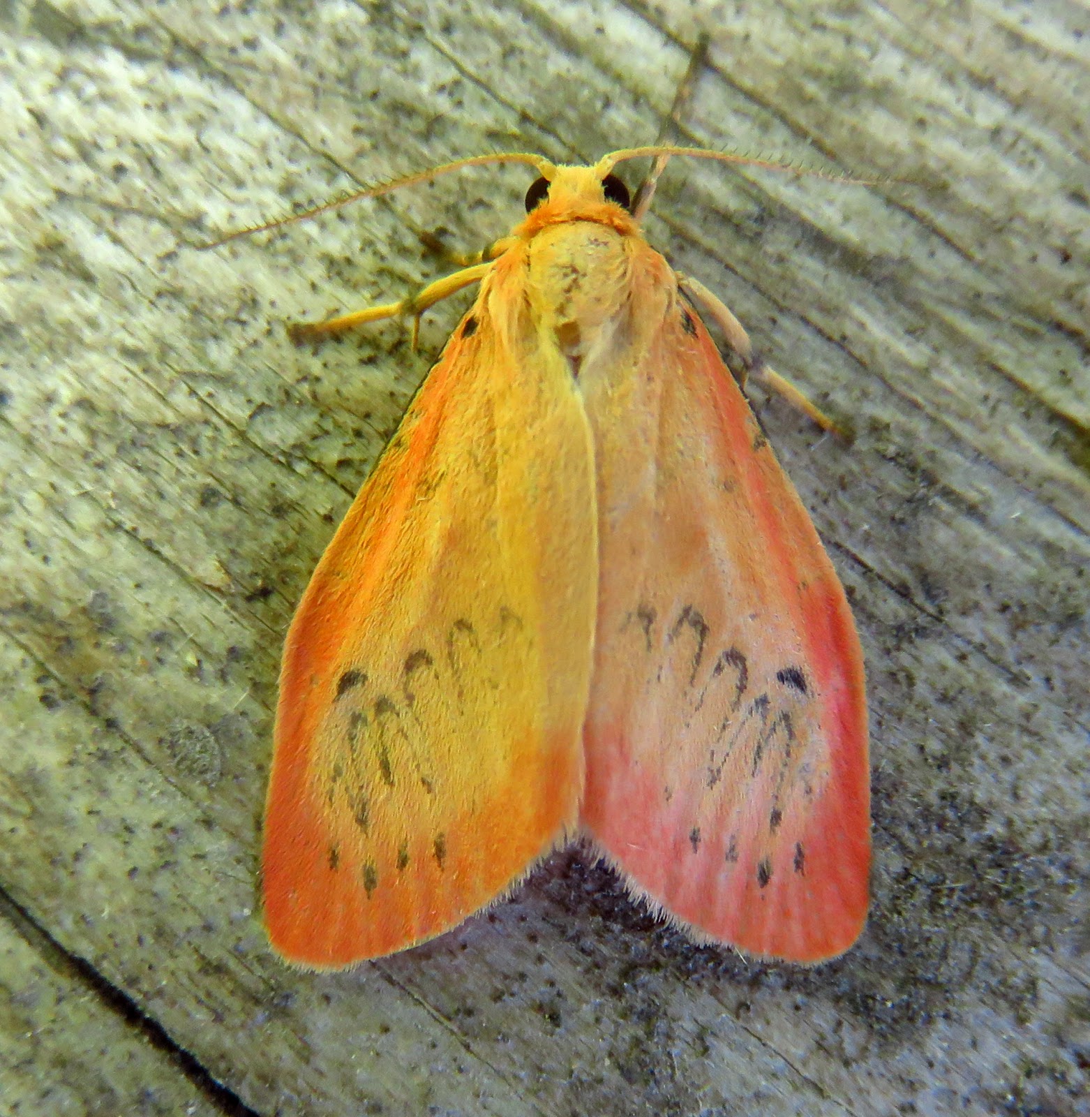 MERSEA WILDLIFE: SUMMER MOTHS