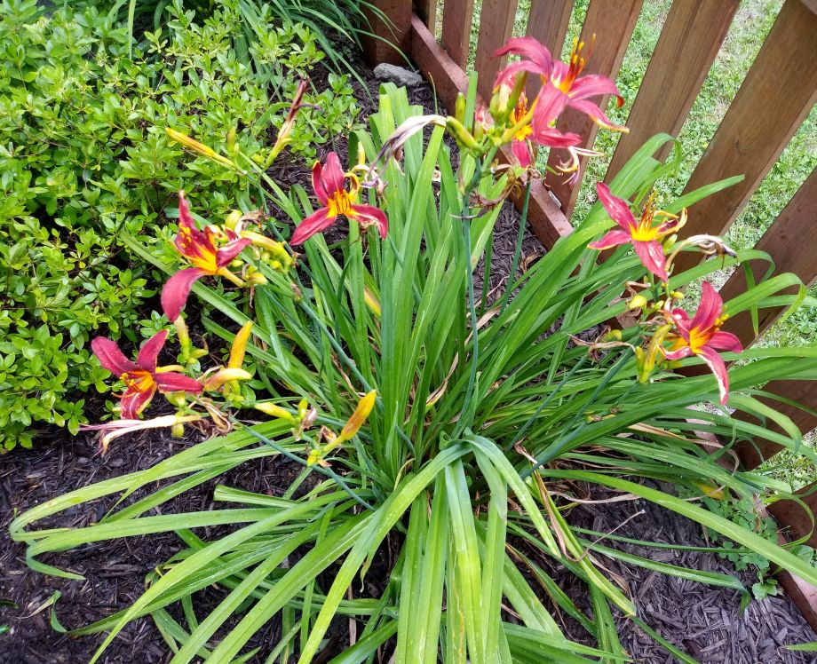 Future Plants by Randy Stewart: Daylily