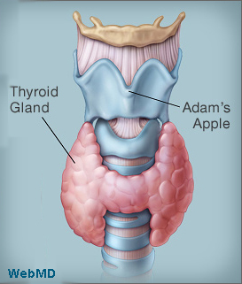 FongHealth: US probe orientation, image artifact, and thyroid anatomy ...