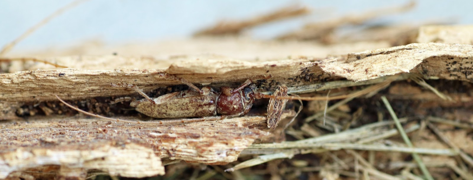 MObugs: Red Oak Borer