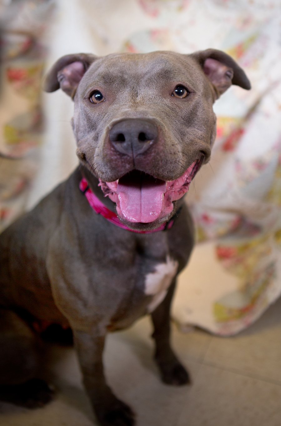 Shelter Dogs Of Portland TILLY Sweet Little Grey Brindle Pitbull shelter-dogs-of-portland-tilly-sweet-little-grey-brindle-pitbull