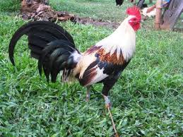 TEMPALAI KENANG: Manuk dalam daya idup bansa Iban