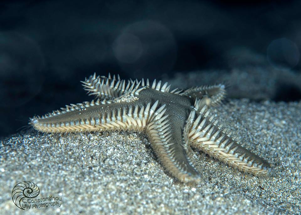 Biodiversity of Cyprus by NGO Protection of the Natural Heritage and ...