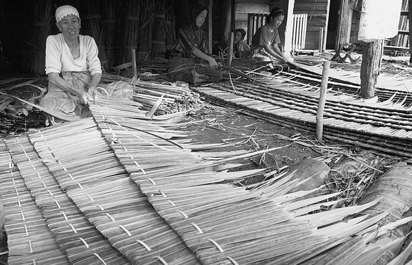 Field of Dreams: Nira Nipah