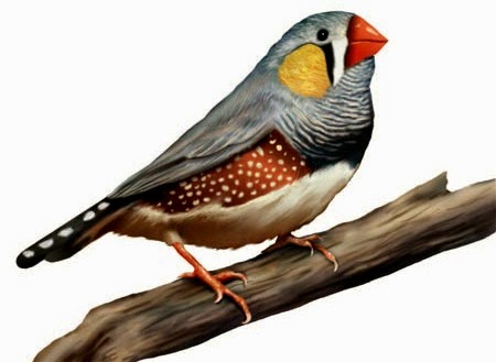 antrophistoria: El genoma del pinzón cebra esconde las claves del ...