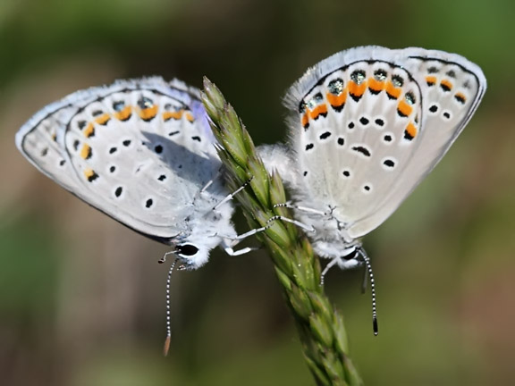 Ecobirder: Karner Blue Butterfly