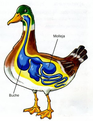 BIOLOGÍA en "tono menor"...: Aconteceres digestivos en vertebrados...