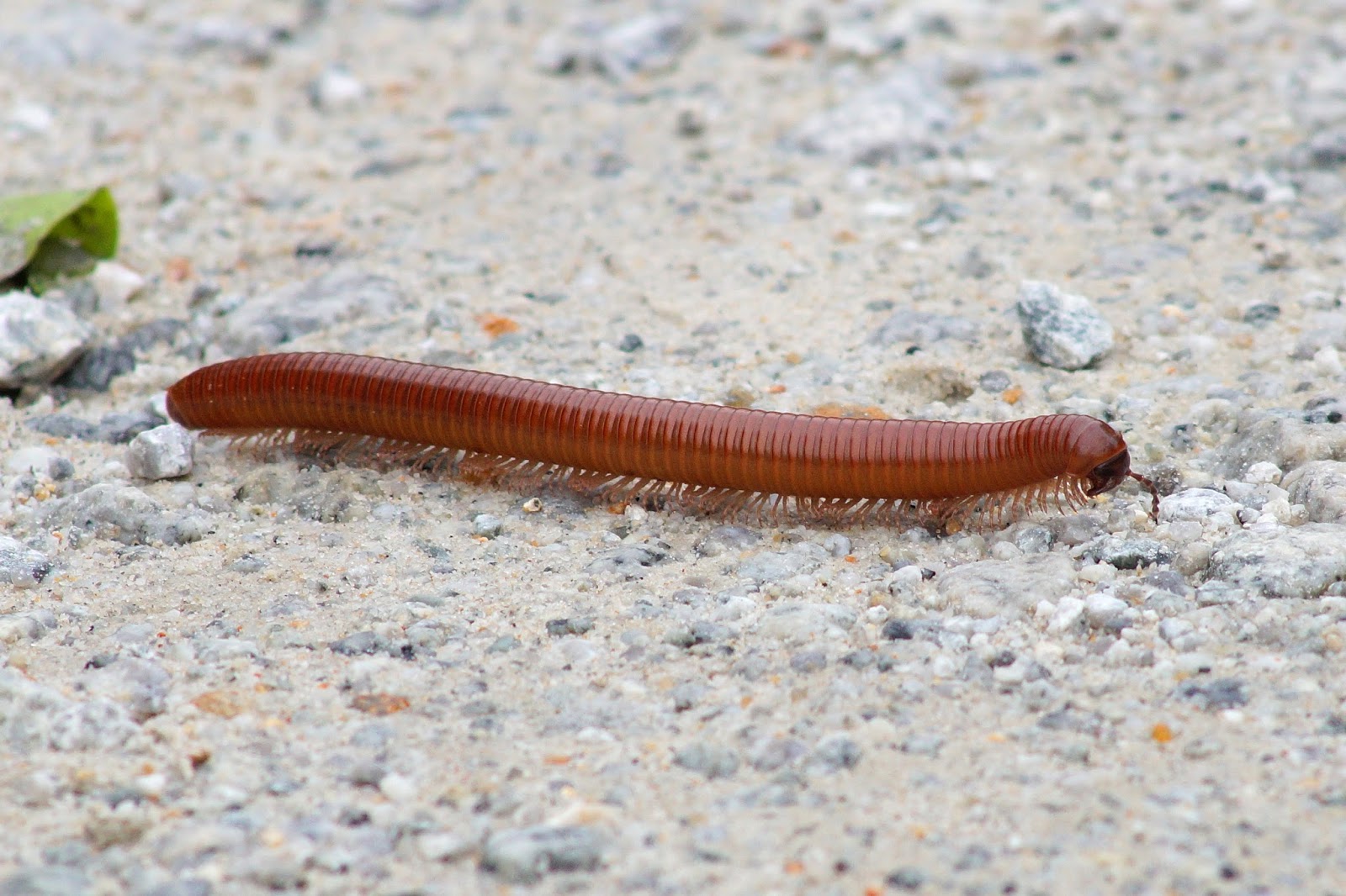 Millipede