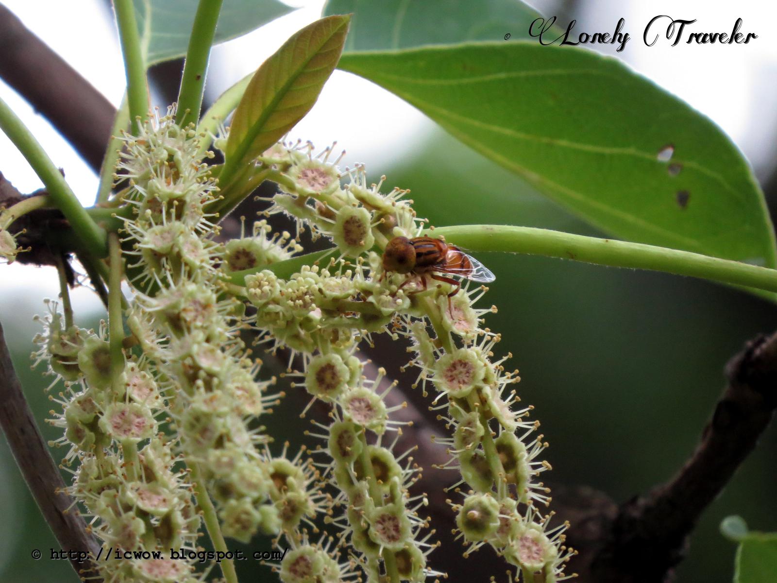 Bohera ful (বহেড়া ফুল) - Terminalia bellirica