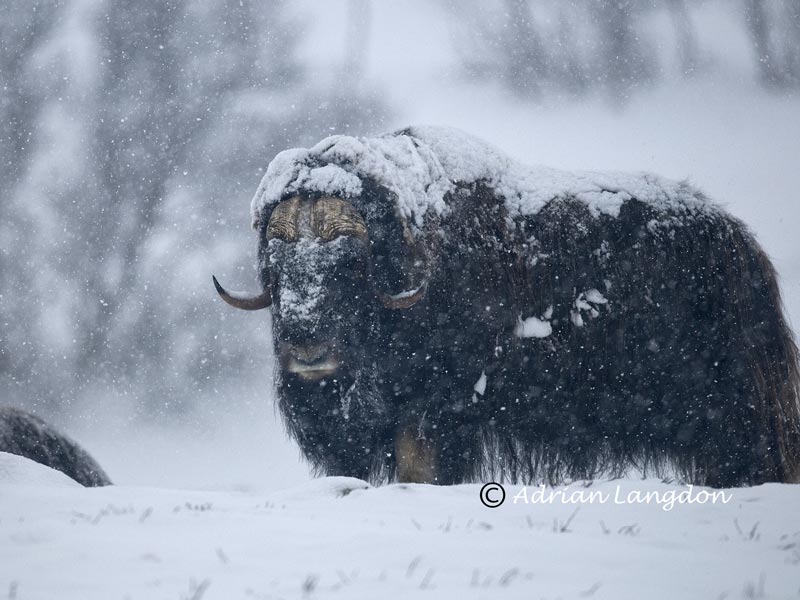 images-naturally!: Musk Ox in the snow