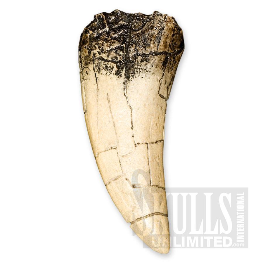 Gigi T-rex Seharga 510 Juta Rupiah