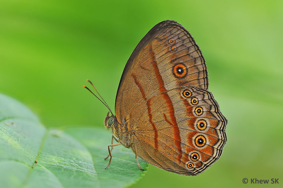Butterflies of Singapore: Feb 4, 2017