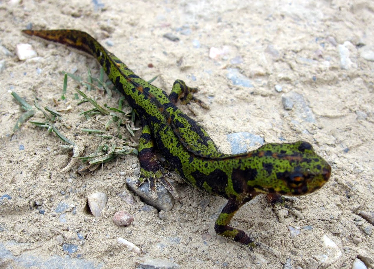 Taxonomía Chordata: Clase Amphibia