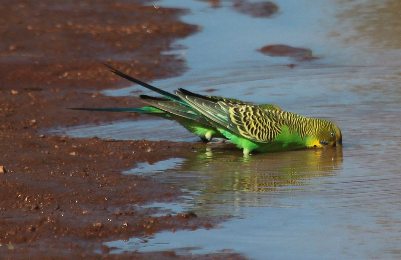 Richard Waring's Birds of Australia: Delightfully colourful Budgerigars ...