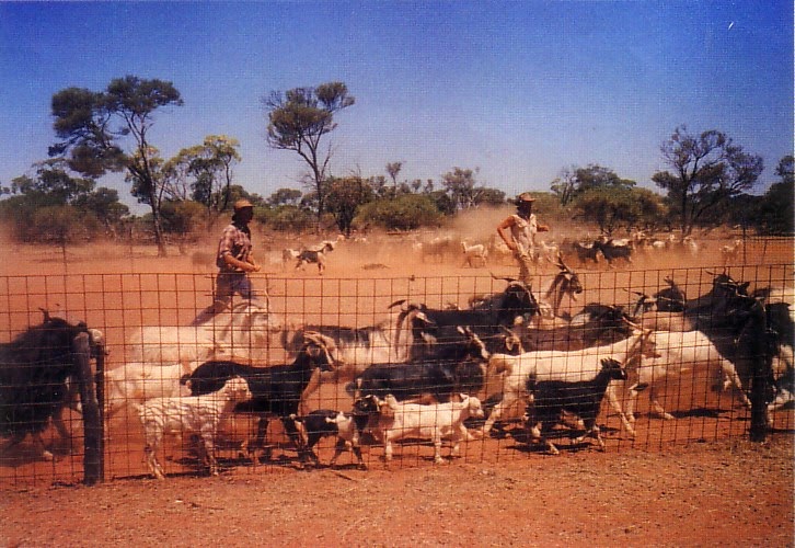 Margaret Muir : “Mustering feral goats from the air is a bit like a ...