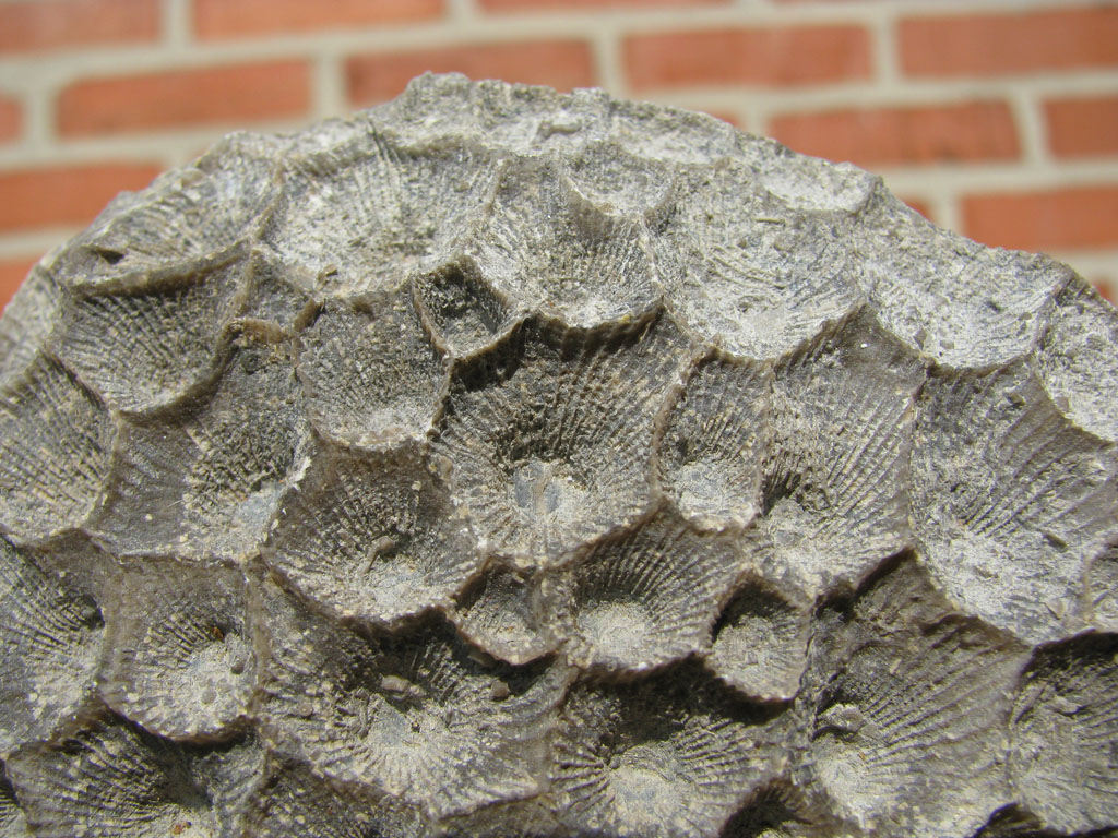 Views of the Mahantango: Hexagonaria alpenensis from Michigan
