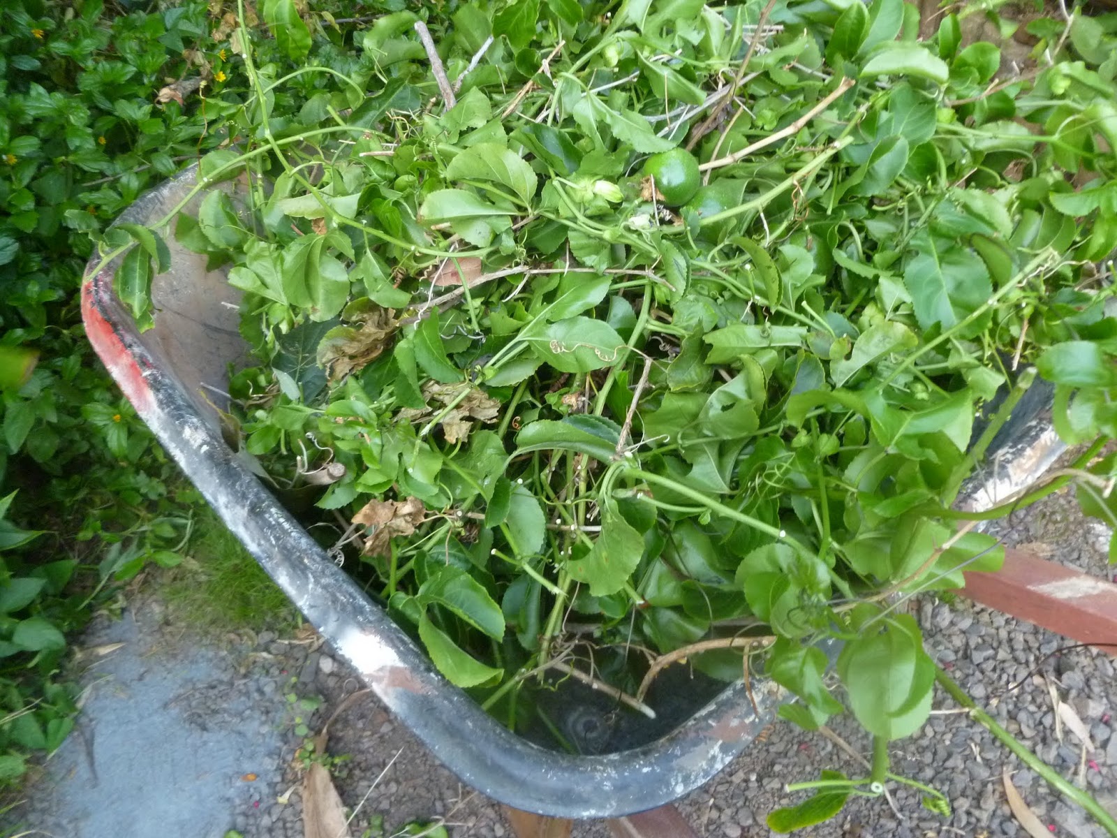 Maui Jungalow: Landscraping and Green Passion Fruit