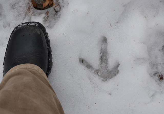 Woods Walks and Wildlife: Icy Woodland Sights, and the Cutest Chickadee ...