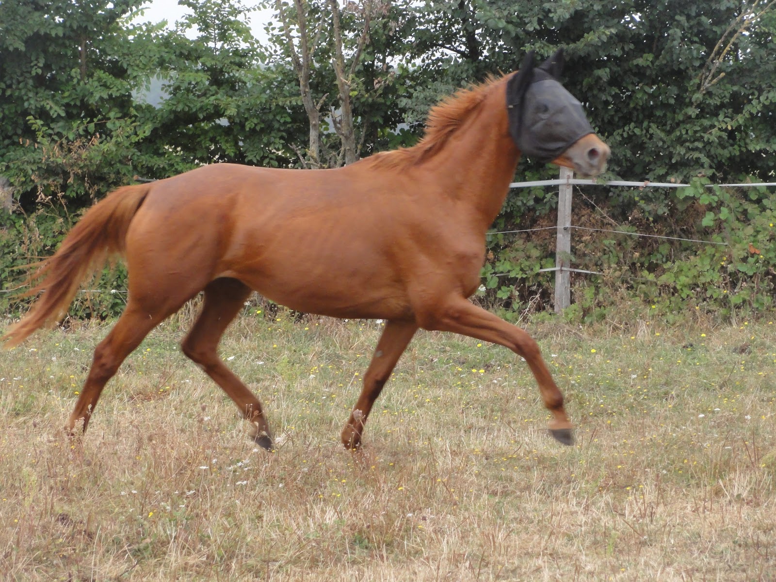 Actu des Ecuries de Valdi: chevaux en liberté....
