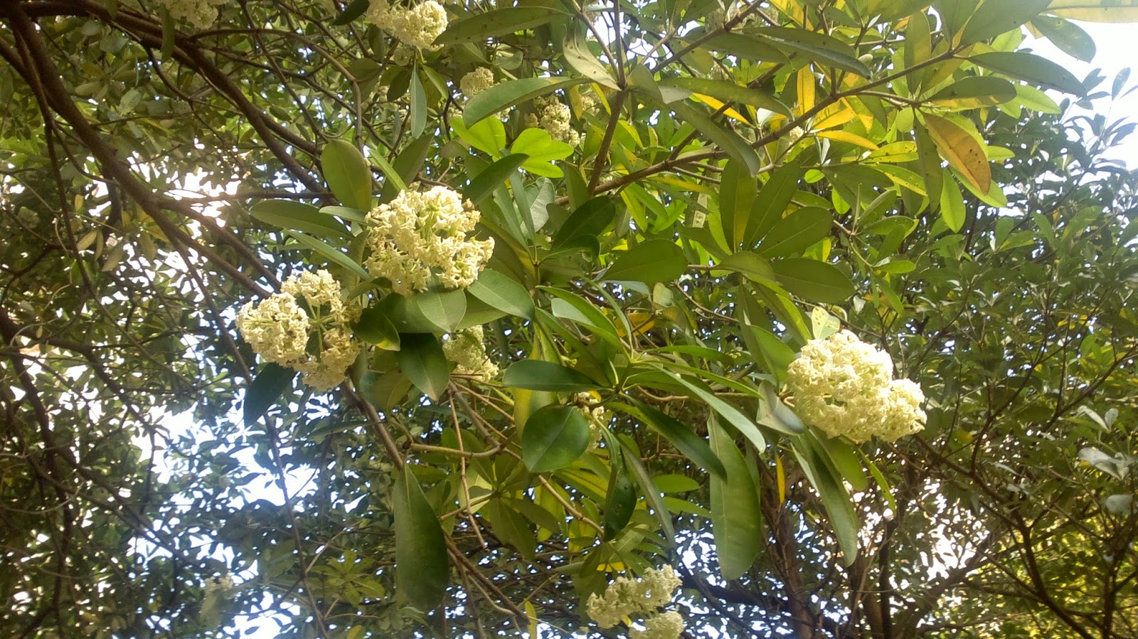 BETEL, BANYAN, BASIL & BAMBOO: The Pala Tree and the Sundal Tree